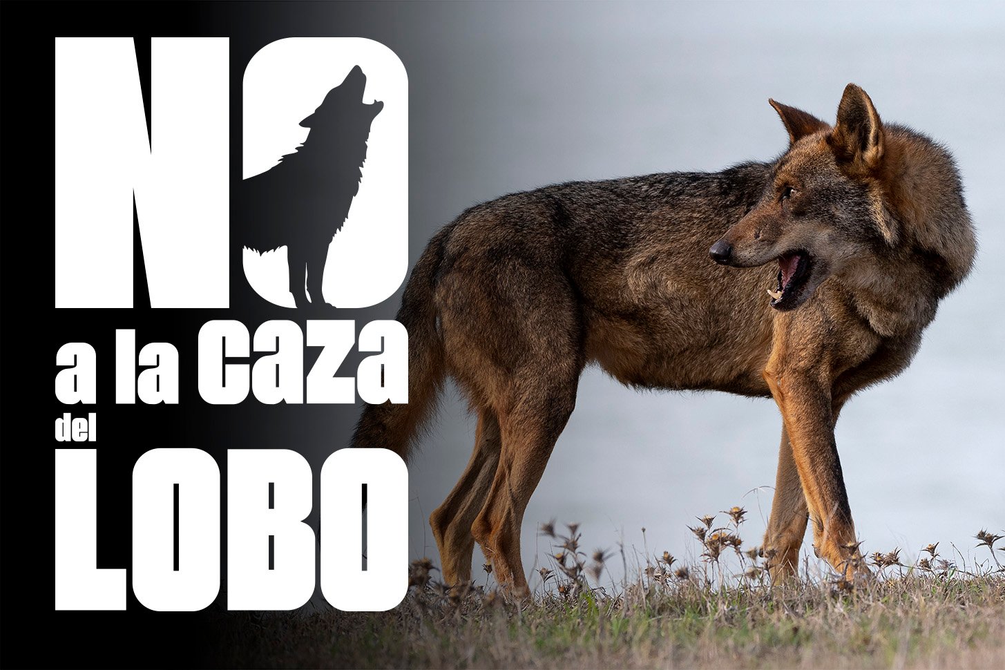 ¡Tu voz puede salvar al lobo! Participa ya en la consulta pública ...